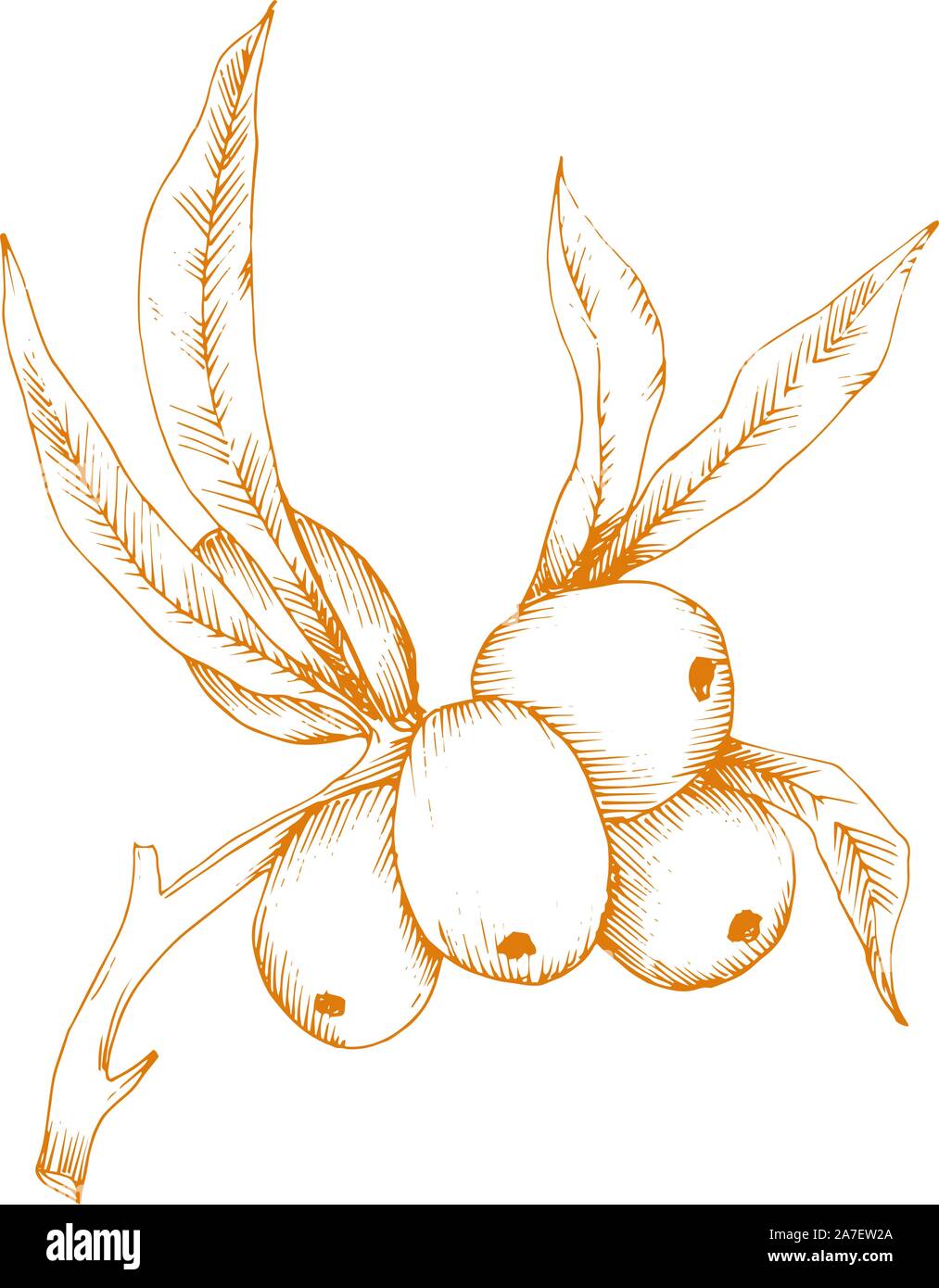 Orange hippophae plant. Vector icon on white background Stock Vector ...