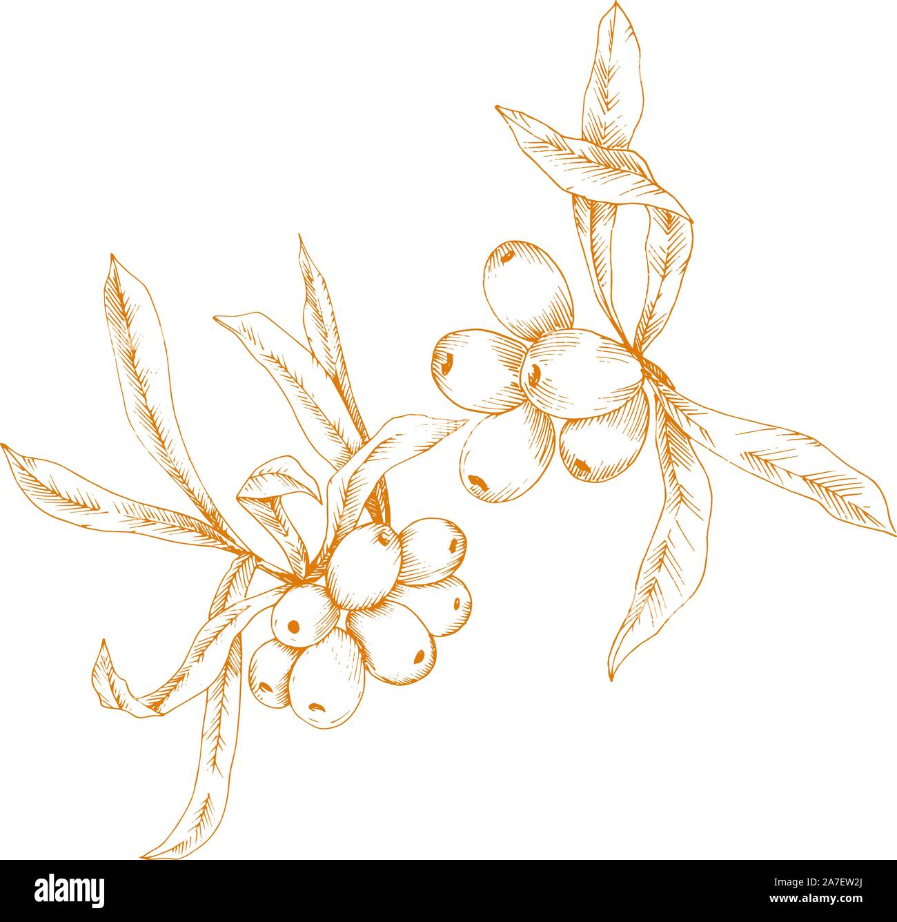 Orange hippophae plant. Vector icon on white background Stock Vector ...