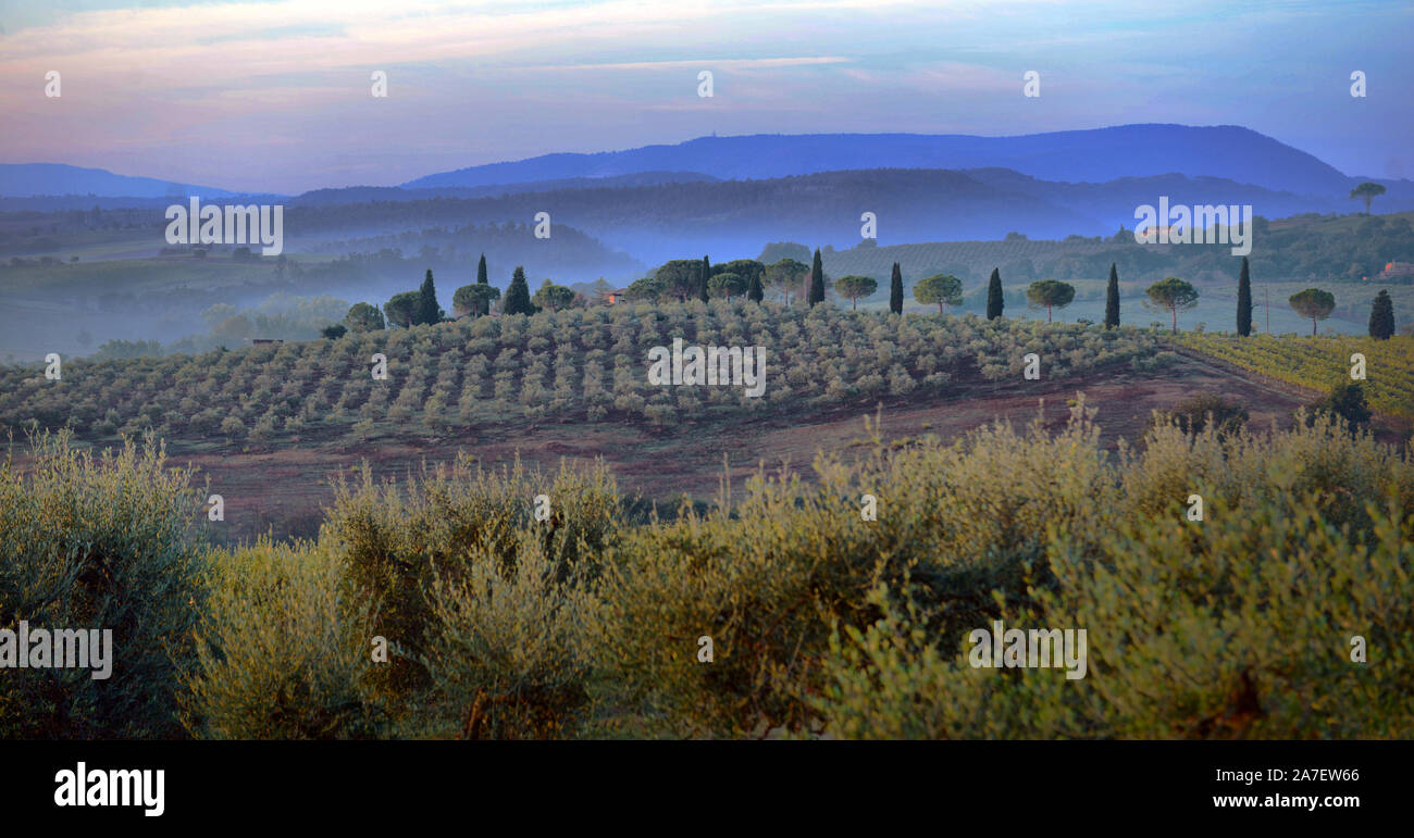Olive trees garden. Mediterranean olive field ready for harvest ...