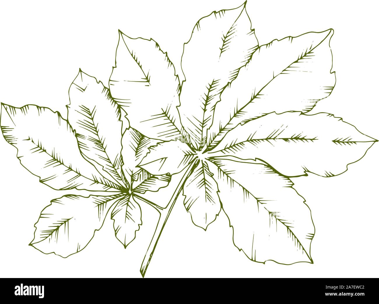 Vector autumn chestnut plant and leaves. Leaf plant botanical garden ...