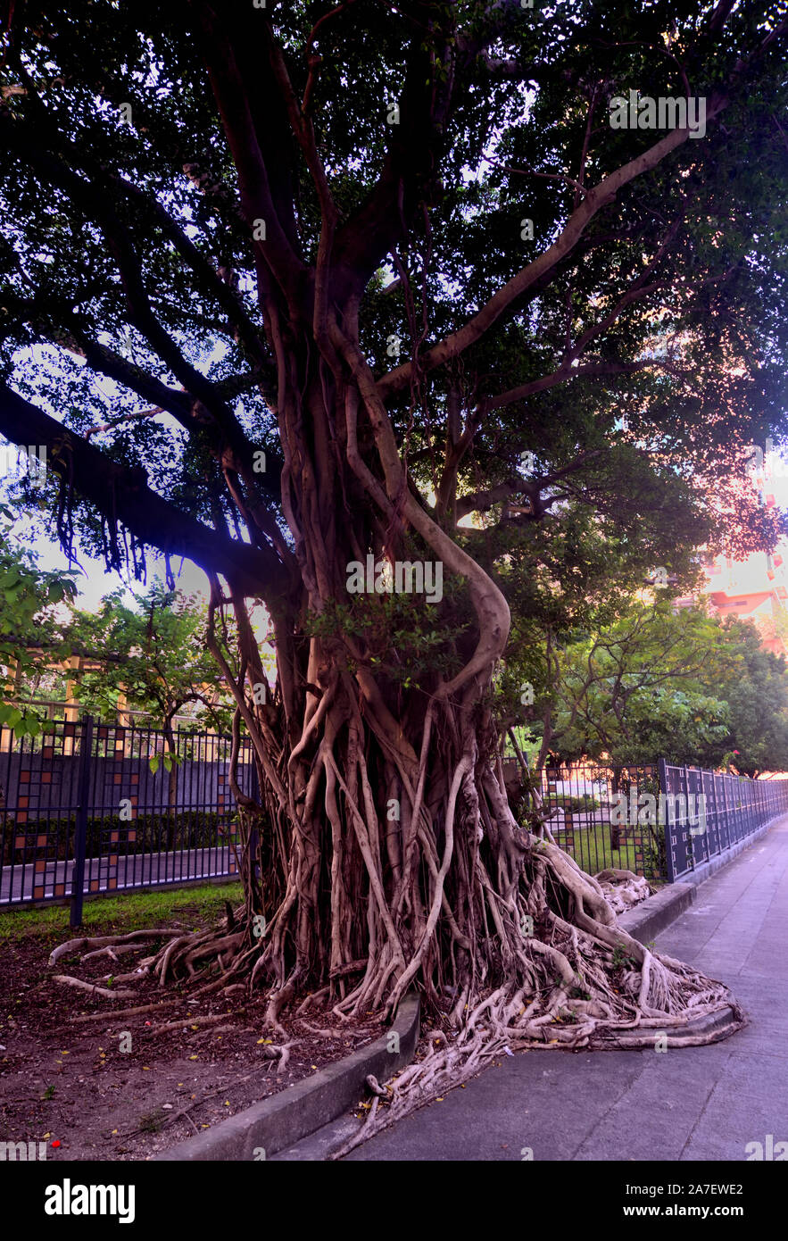 Banyan tree hong kong hi-res stock photography and images - Alamy