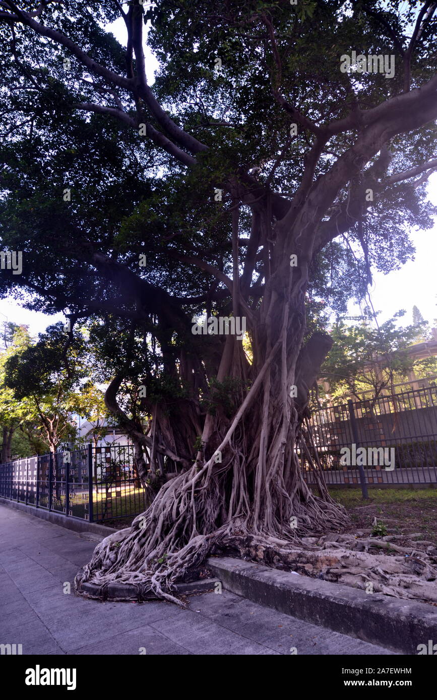 Banyan tree hong kong hi-res stock photography and images - Alamy
