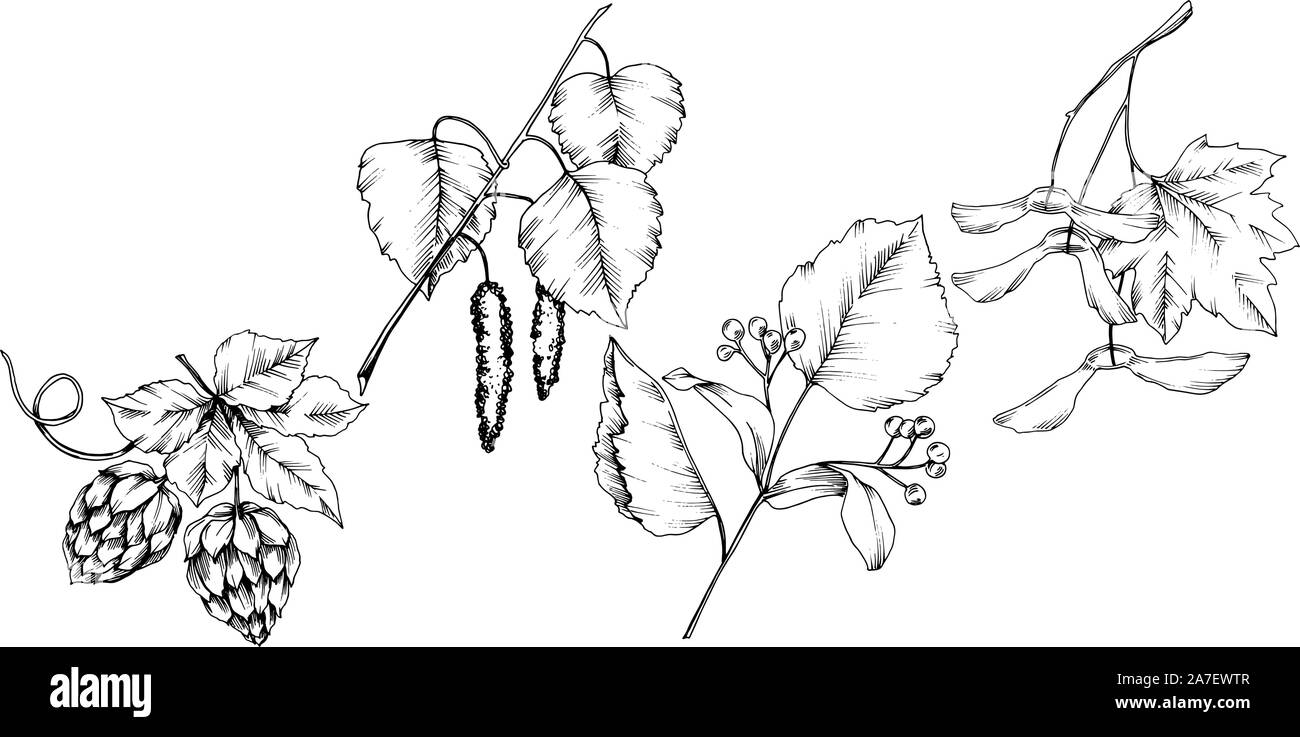 Vector autumn leaves. Isolated illustration element. Leaf plant ...