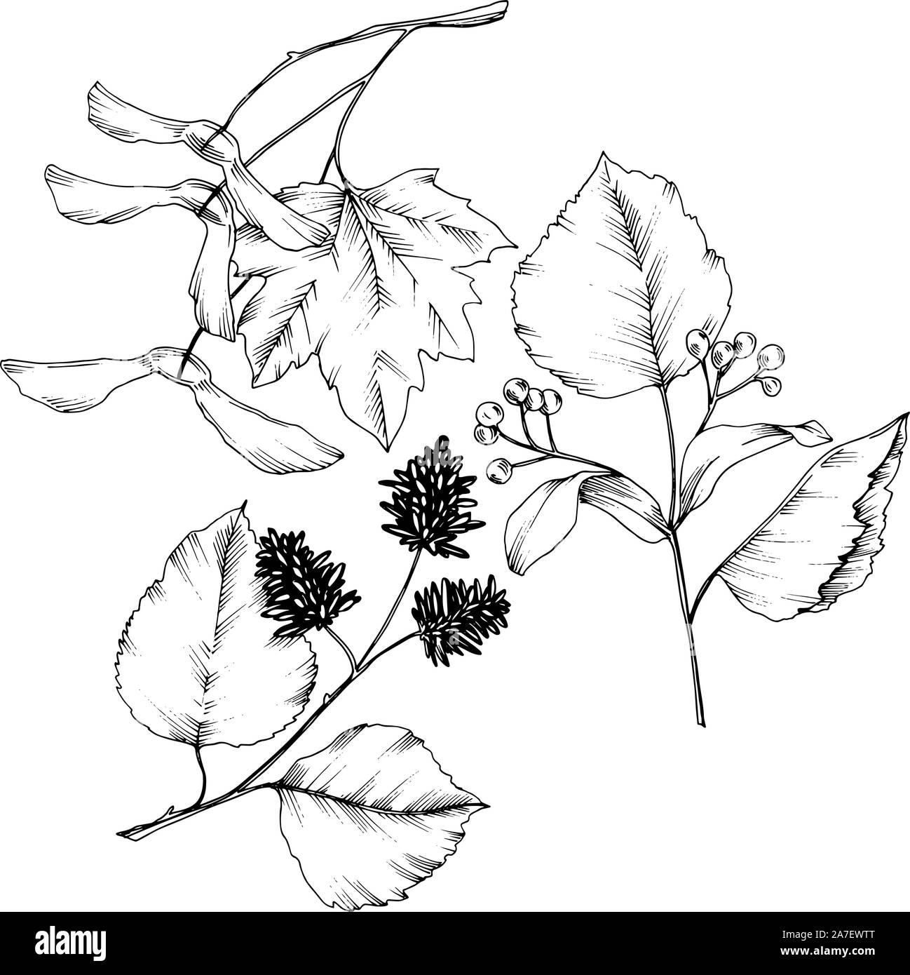 Vector autumn leaves. Isolated illustration element. Leaf plant ...