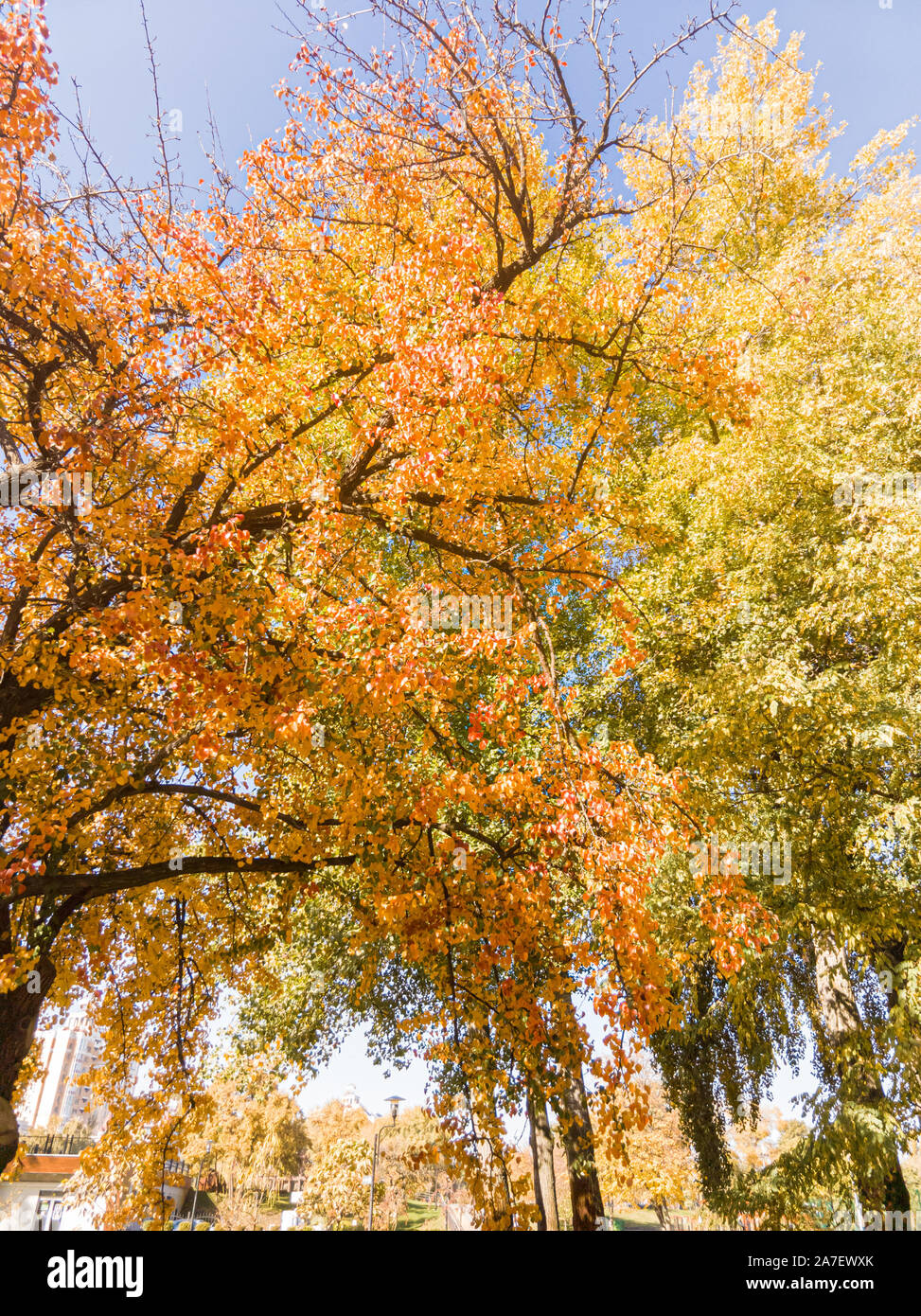 Detail of the foliage of a huge pear tree in autumn, with green, orange ...