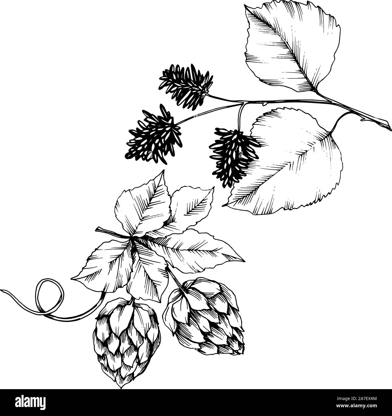 Vector autumn leaves. Isolated illustration element. Leaf plant ...