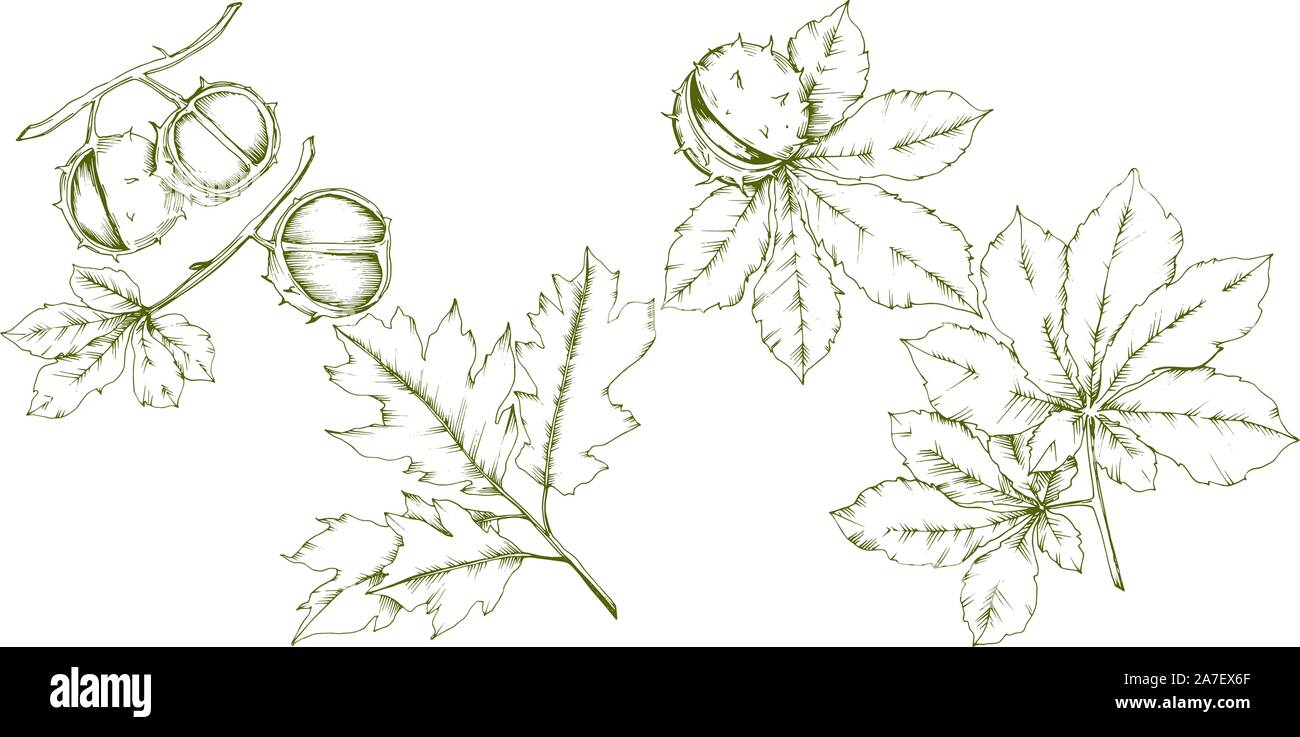 Vector autumn chestnut plant and leaves. Leaf plant botanical garden ...