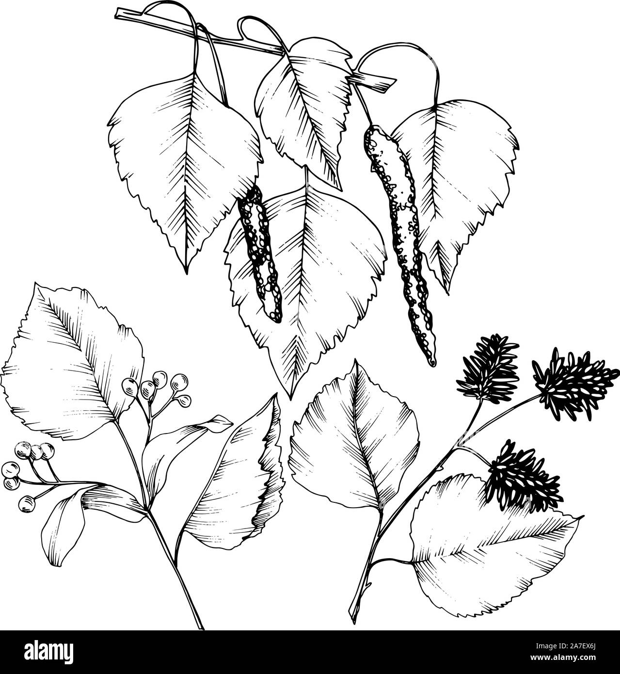 Vector autumn leaves. Isolated illustration element. Leaf plant ...