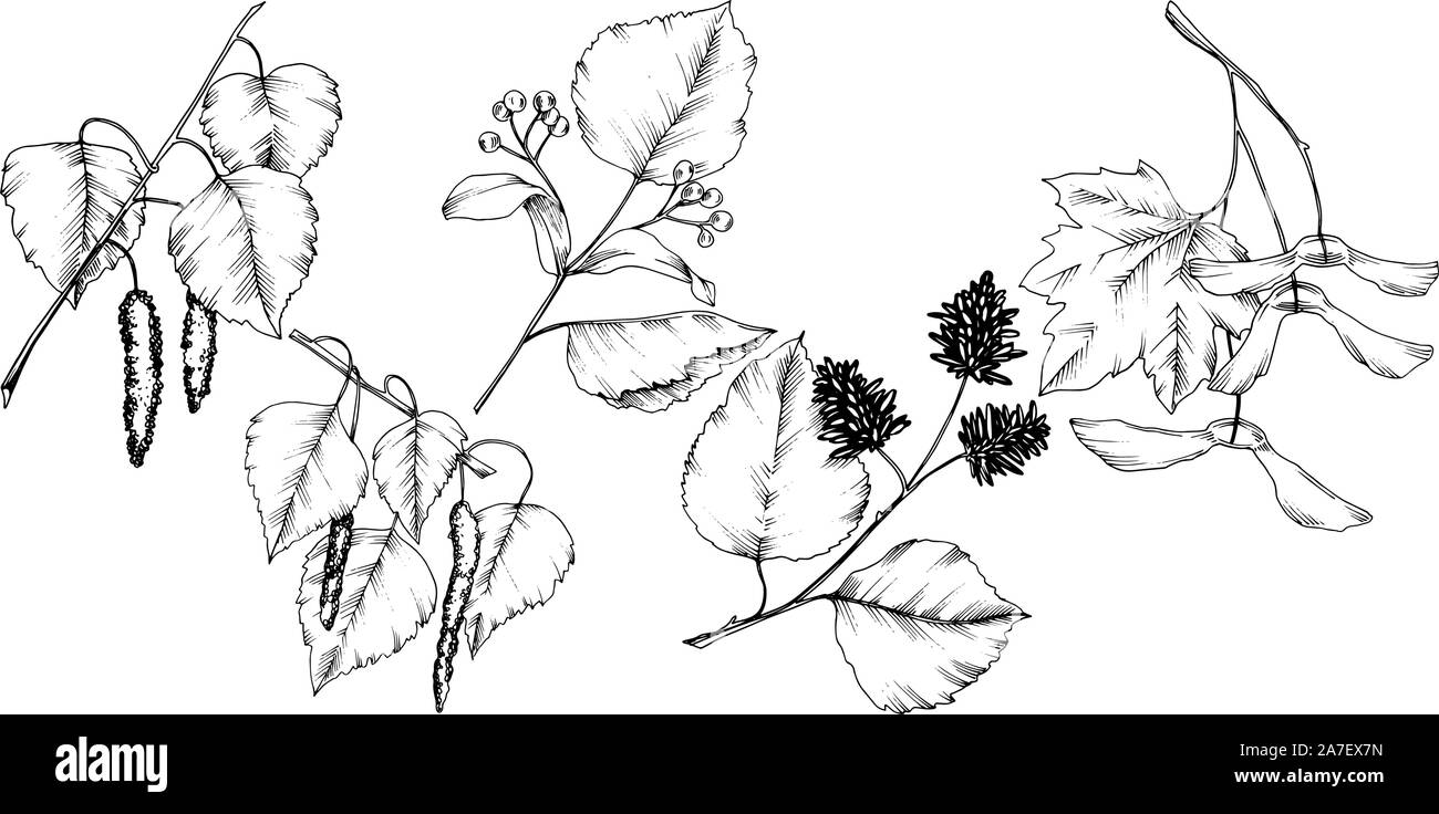 Vector autumn leaves. Isolated illustration element. Leaf plant ...