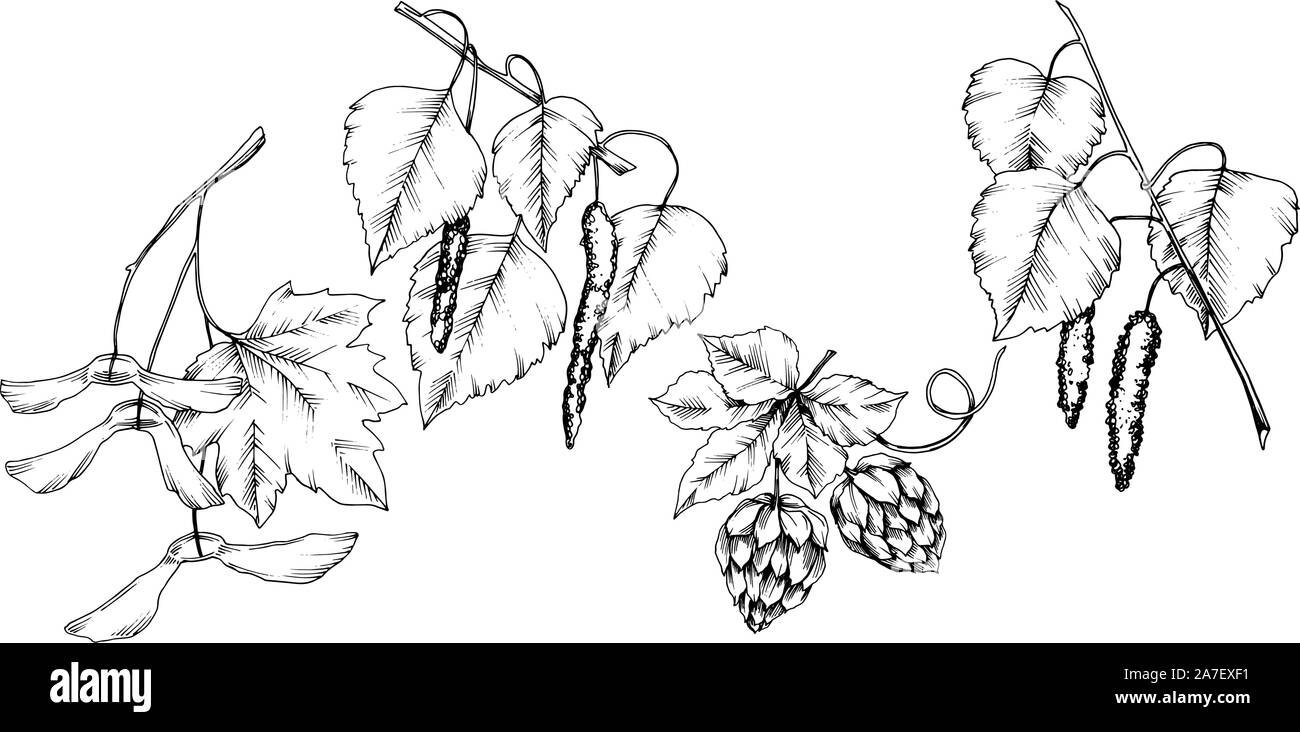 Vector autumn leaves. Isolated illustration element. Leaf plant ...