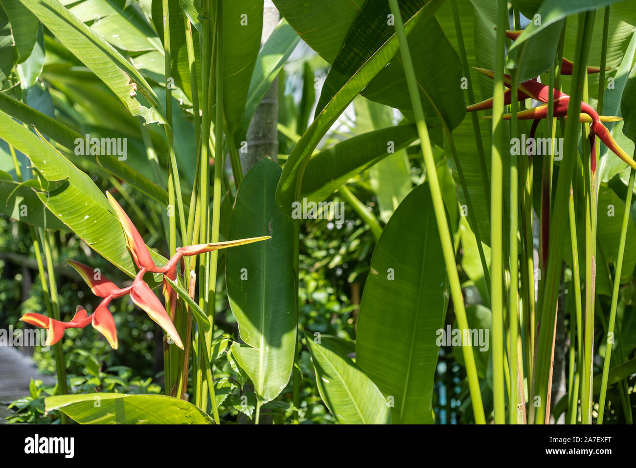 Background image of Heliconia bihai, Red palulu flower with leaf ...