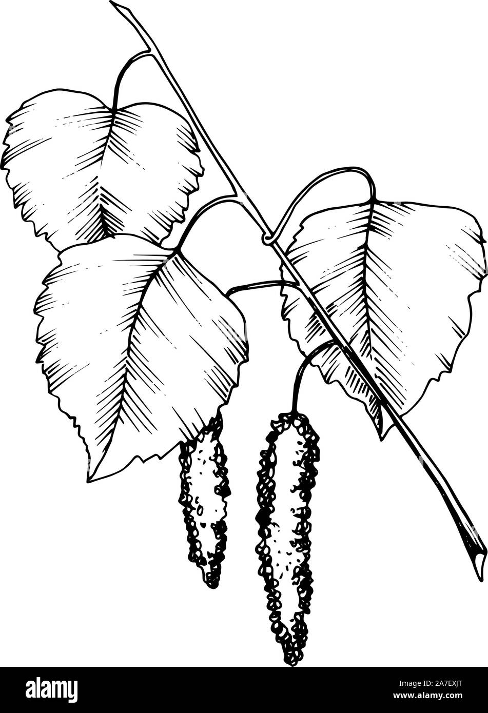 Vector autumn leaves. Isolated illustration element. Leaf plant ...