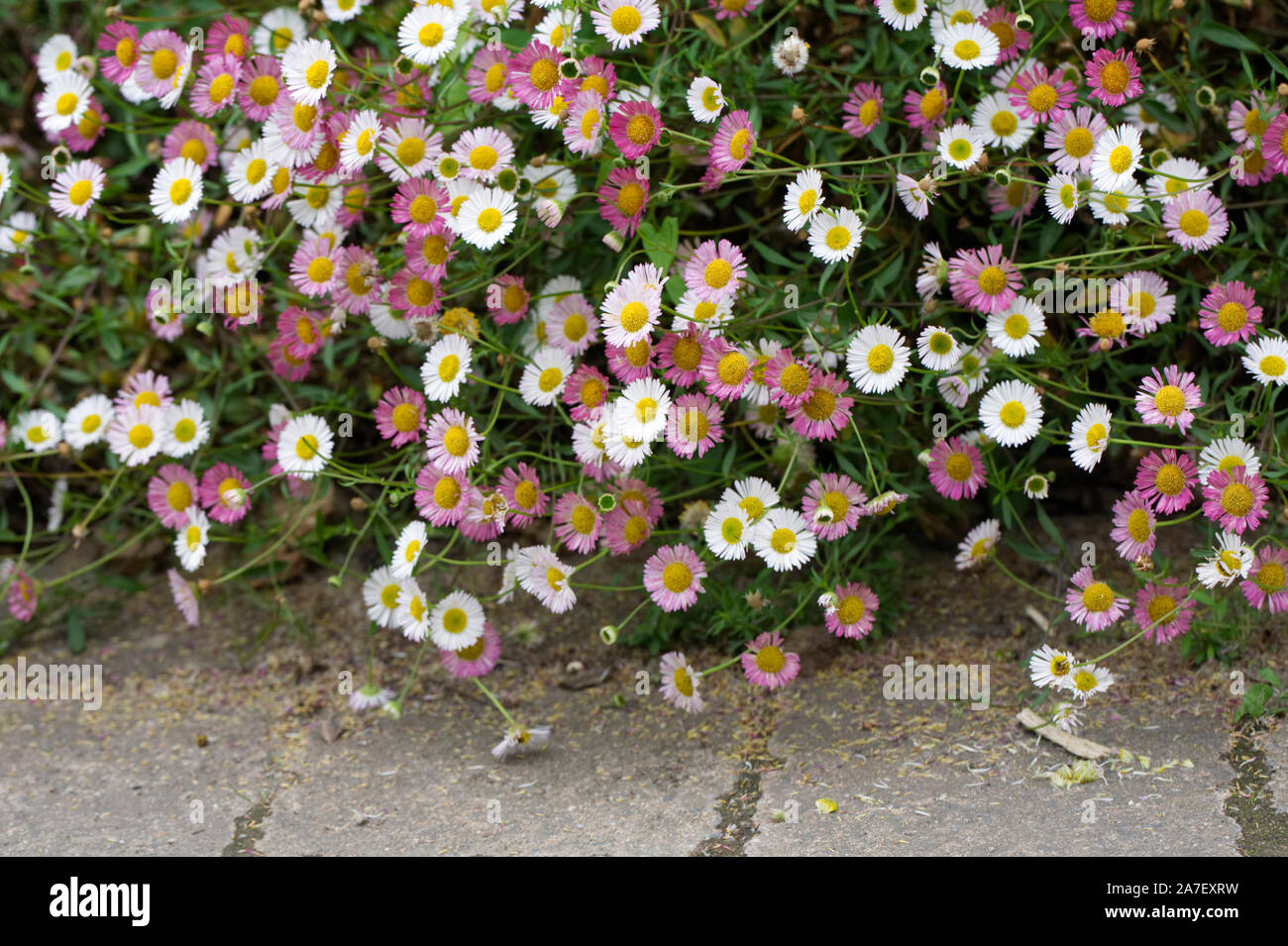 Mexican plants hi-res stock photography and images - Alamy