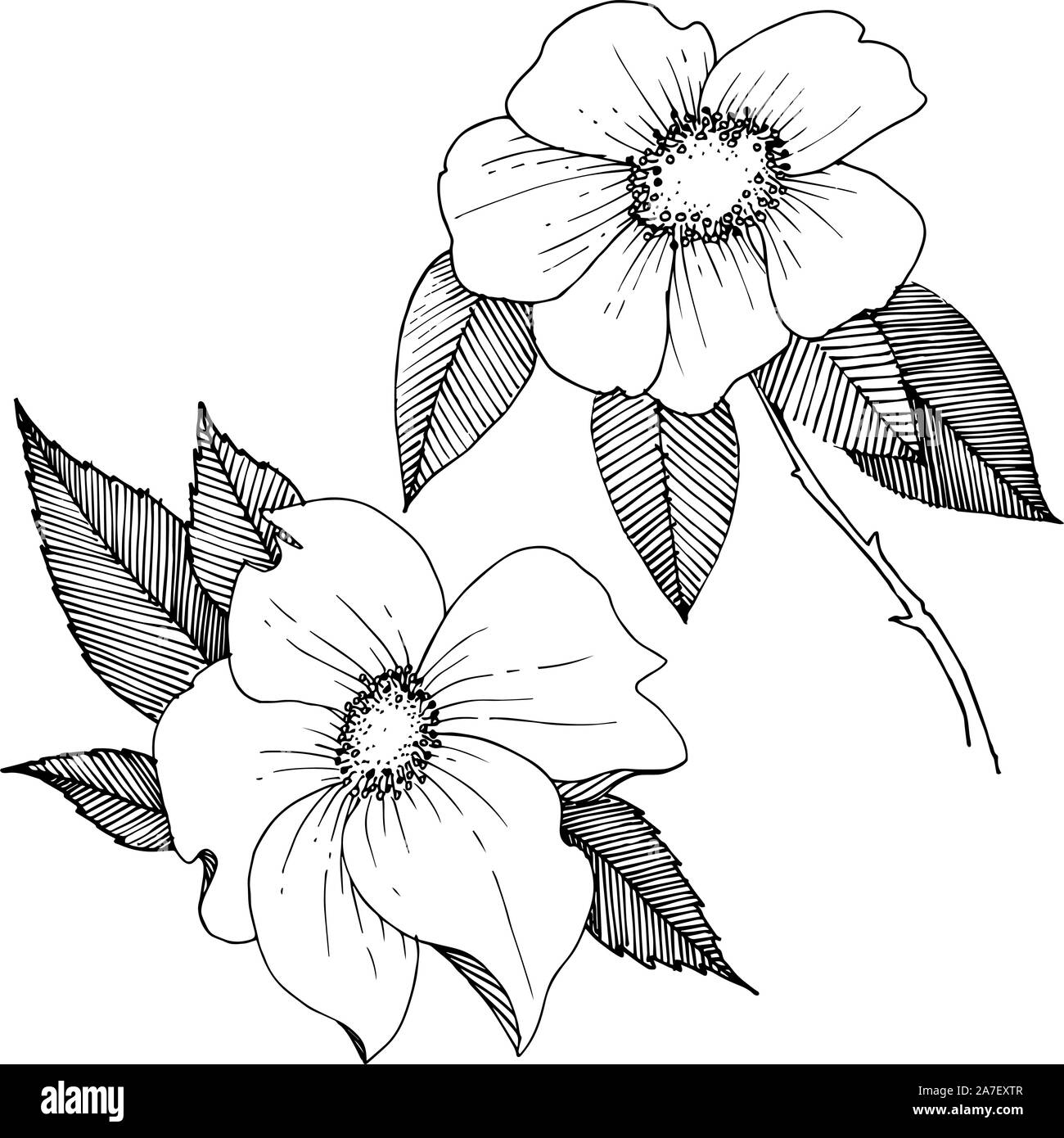 Wild Rose In A Vector Style Isolated Stock Vector Image And Art Alamy