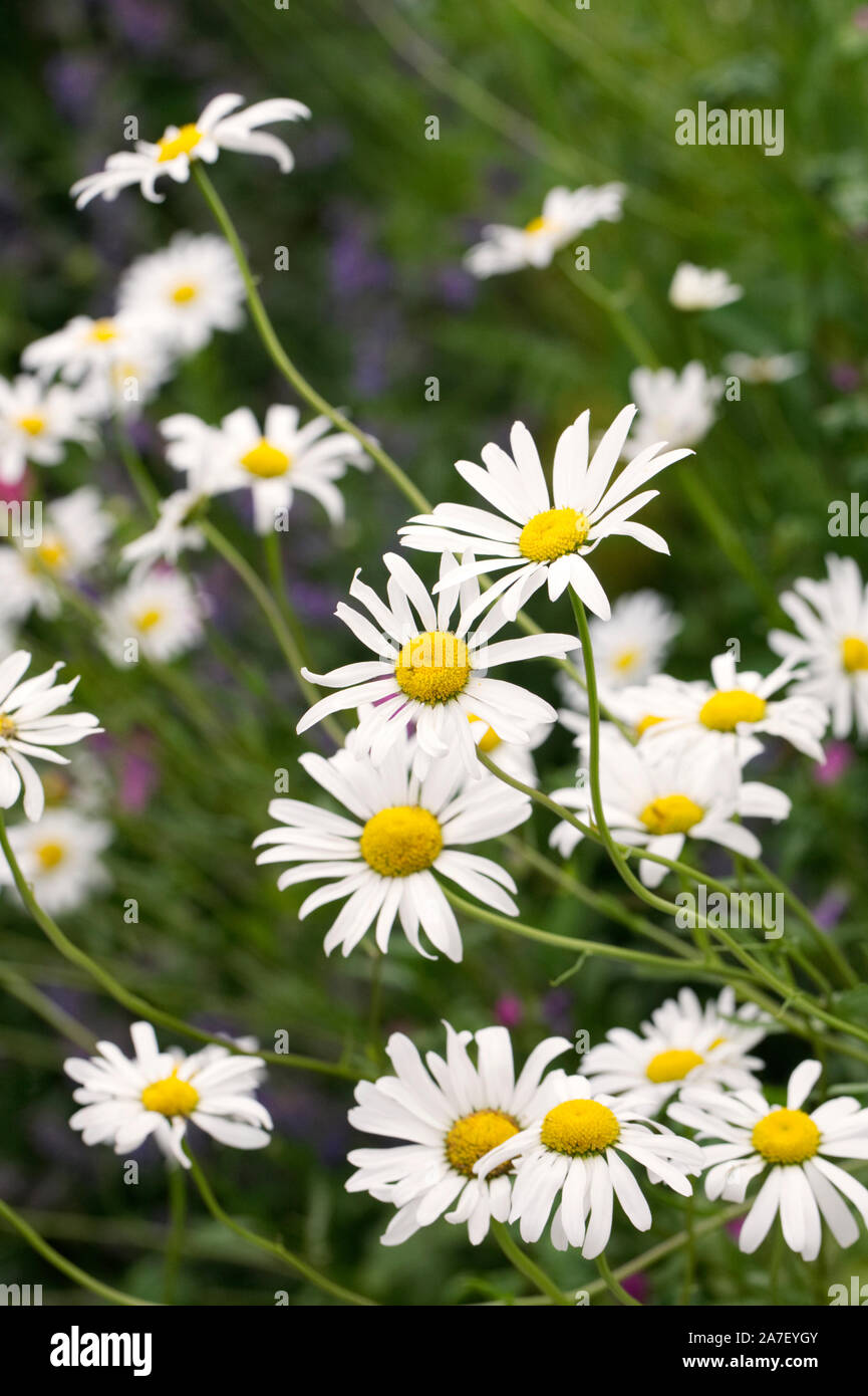 Leucanthemum vulgare. Oxeye daisies in the garden Stock Photo - Alamy