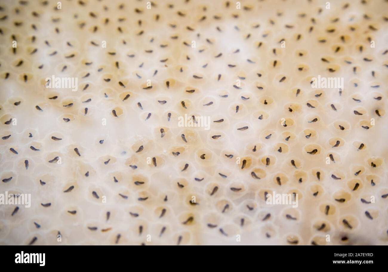 larvae of frog in eggs floating in the canal Stock Photo - Alamy