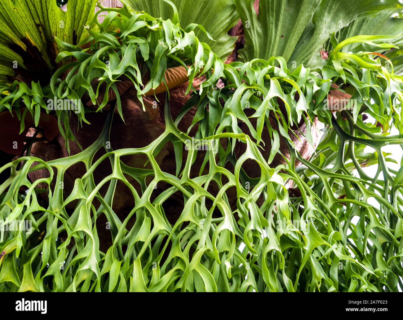 Freshness long leaves of Elkhorn Fern epiphytes on tree Stock Photo - Alamy