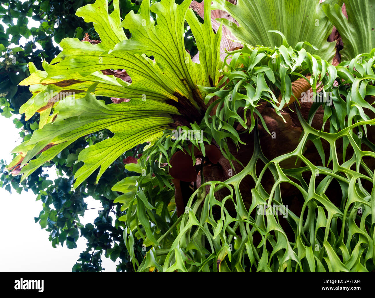 Epiphytes On Tree High Resolution Stock Photography and Images - Alamy