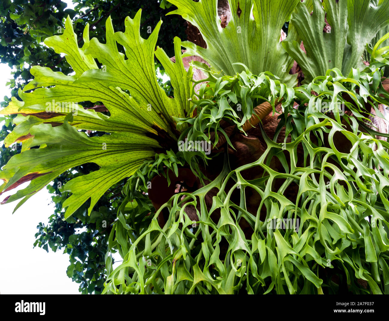 Epiphytes On Tree High Resolution Stock Photography and Images - Alamy