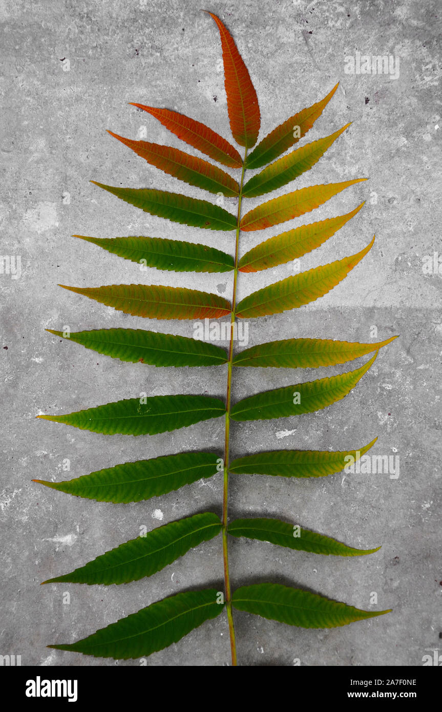 Autumn branch of a decorative sumac tree with colorful foliage ...