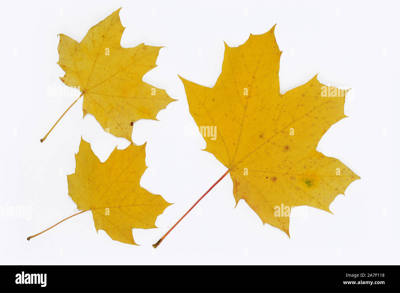 Yellow autumn maple leaves close-up. Isolated over white background ...