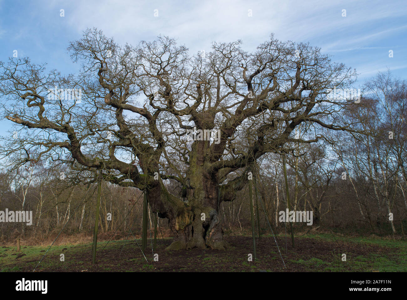 Protected by the great oak hi-res stock photography and images - Alamy