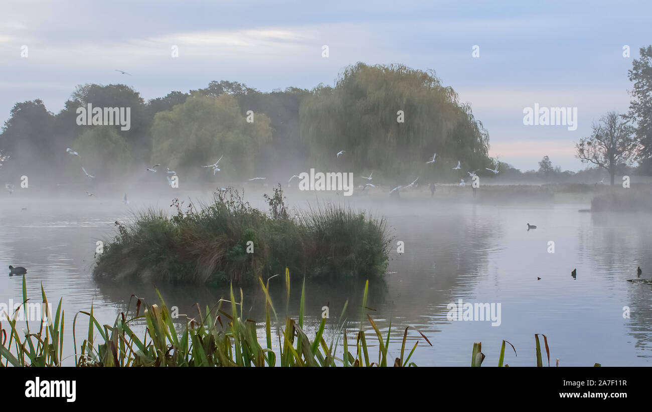 Fog bird over autumn hi-res stock photography and images - Alamy