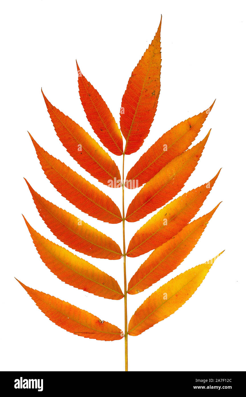 Autumn branch of a decorative sumac tree with orange leaves. Isolated ...