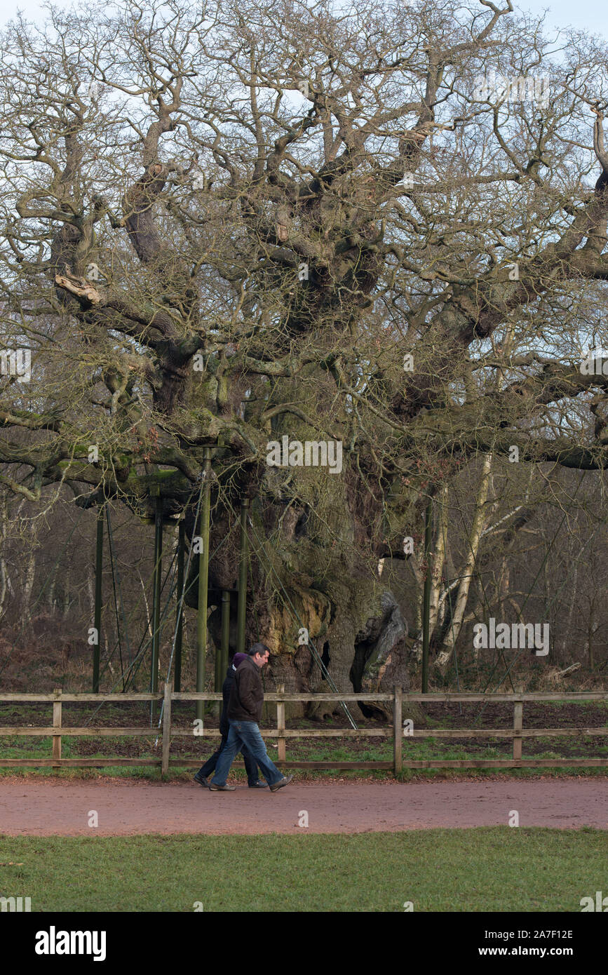 Nottingham great oak hi-res stock photography and images - Alamy