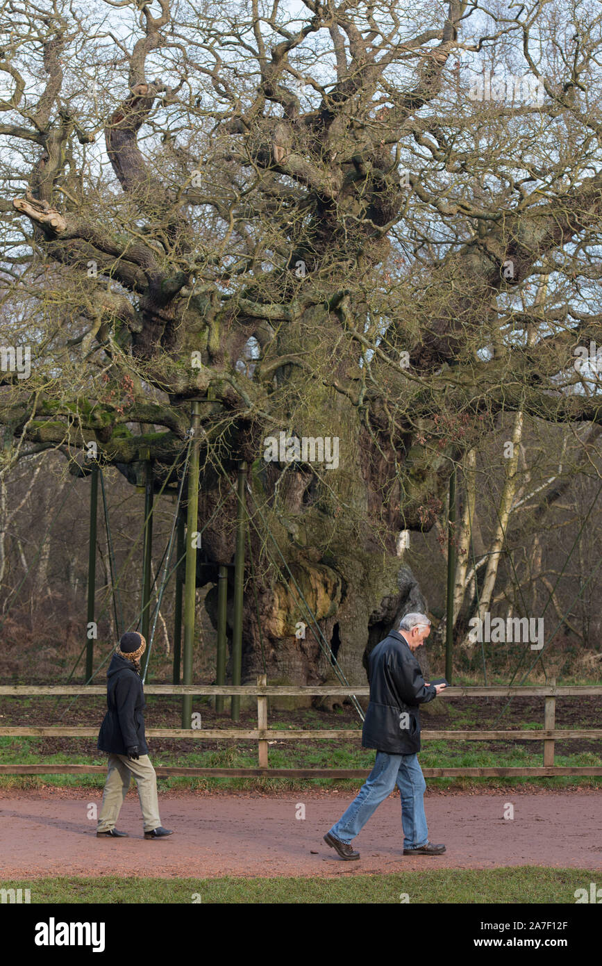 Sherwood forest Major Oak, Nottinghamshire, England, Great Britain ...