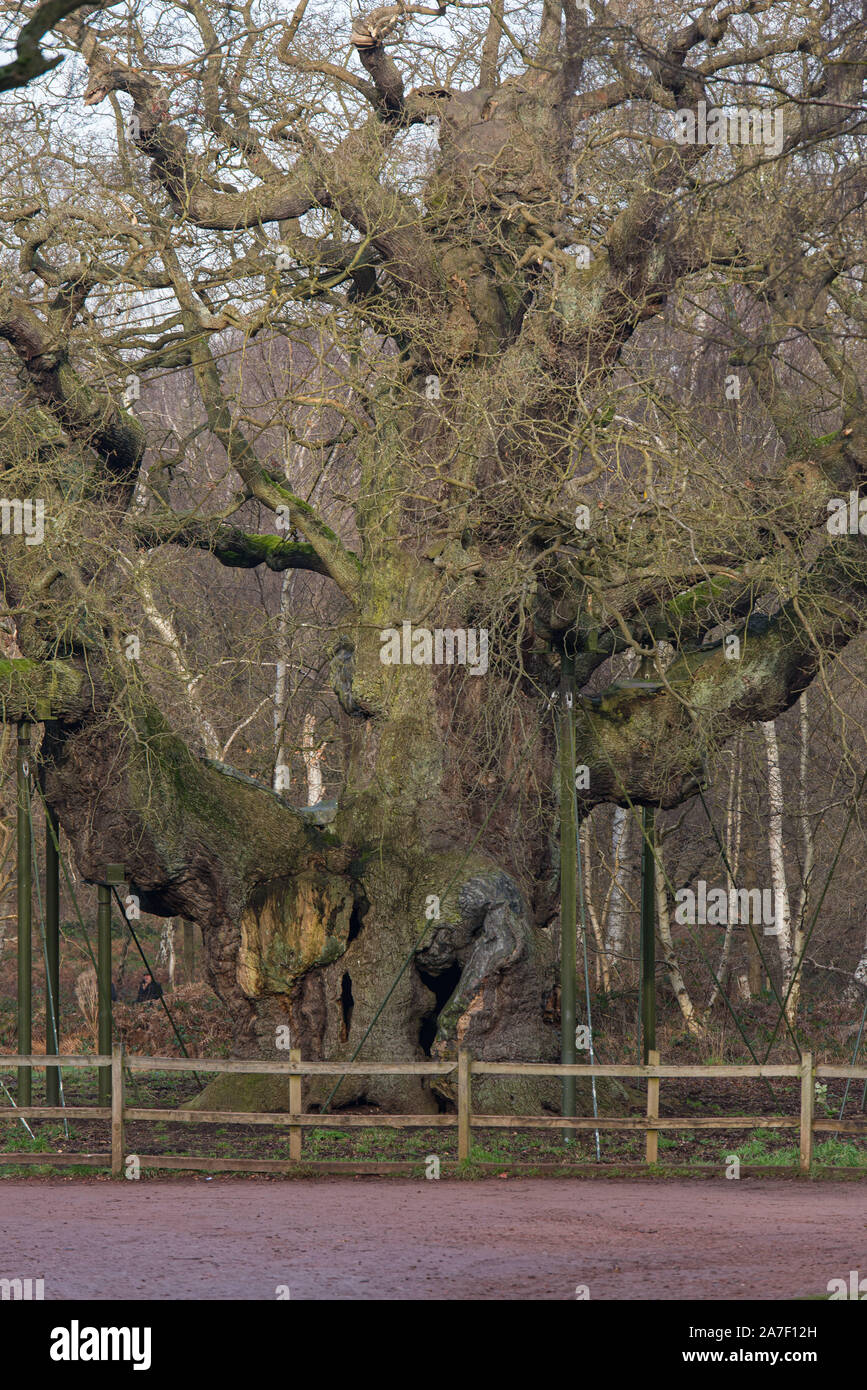 Protected by the great oak hi-res stock photography and images - Alamy