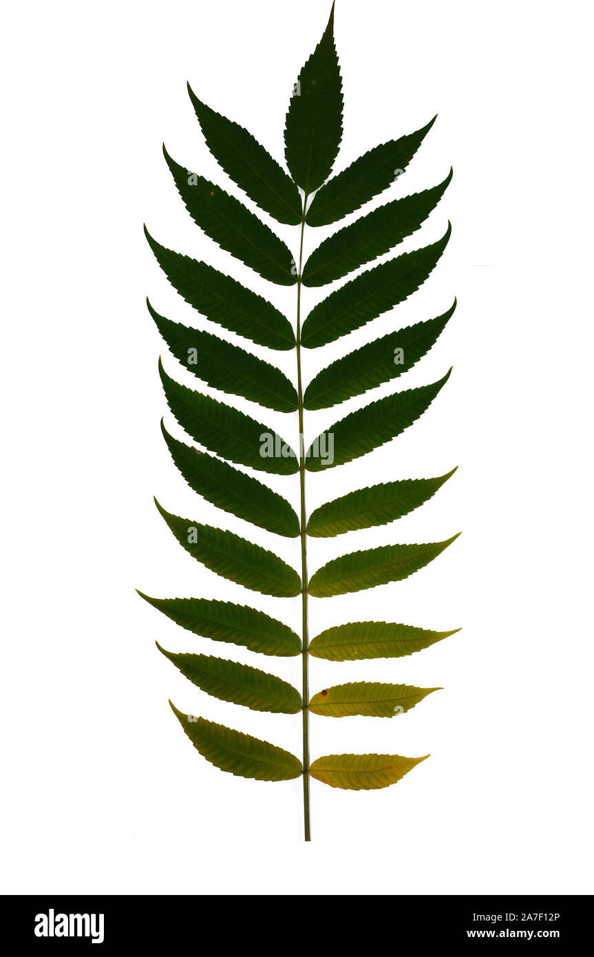 Autumn branch of a decorative sumac tree with colorful leaves. Isolated ...