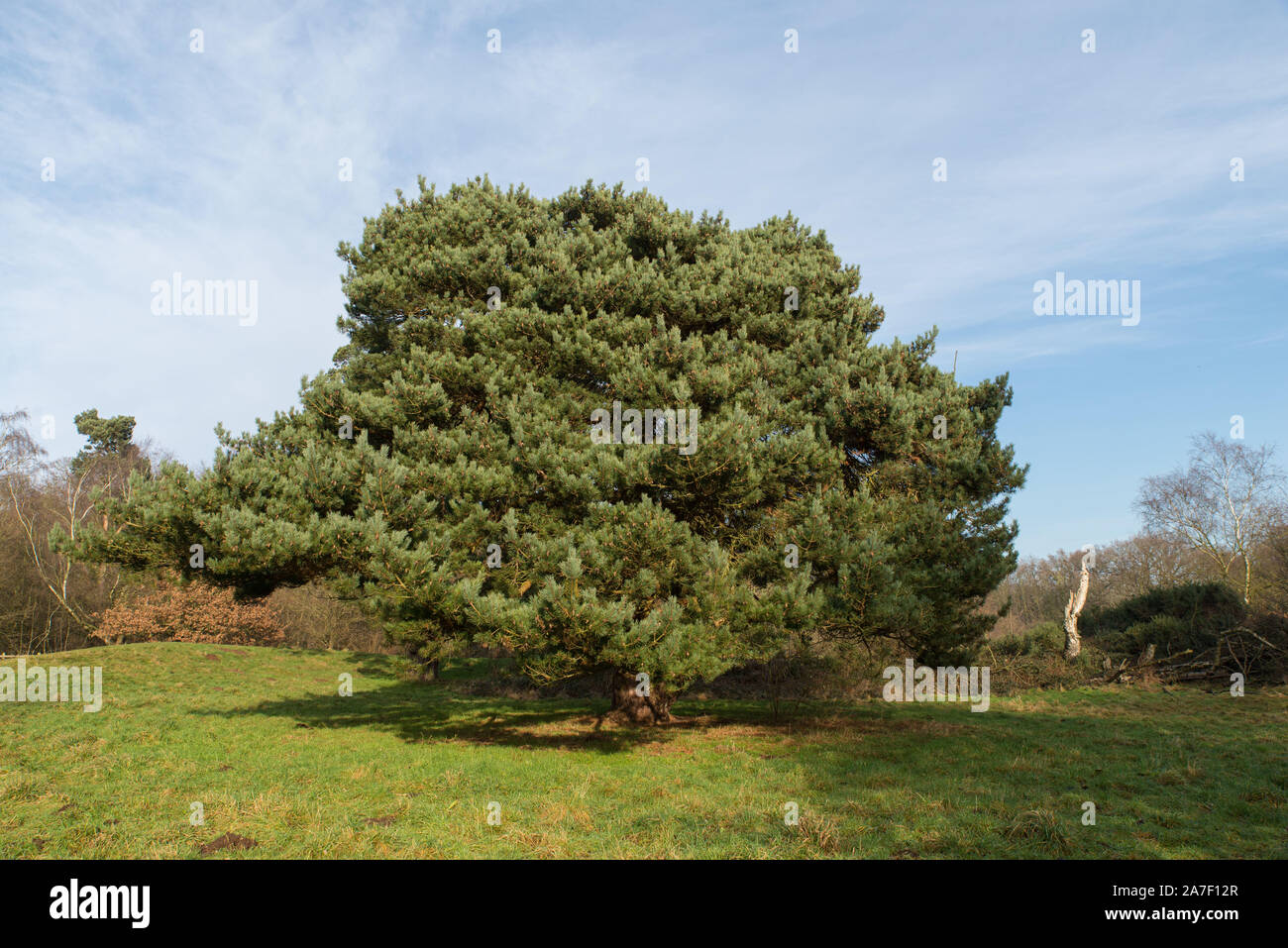 Pine tree in Sherwood forest, Nottinghamshire, UK Stock Photo - Alamy