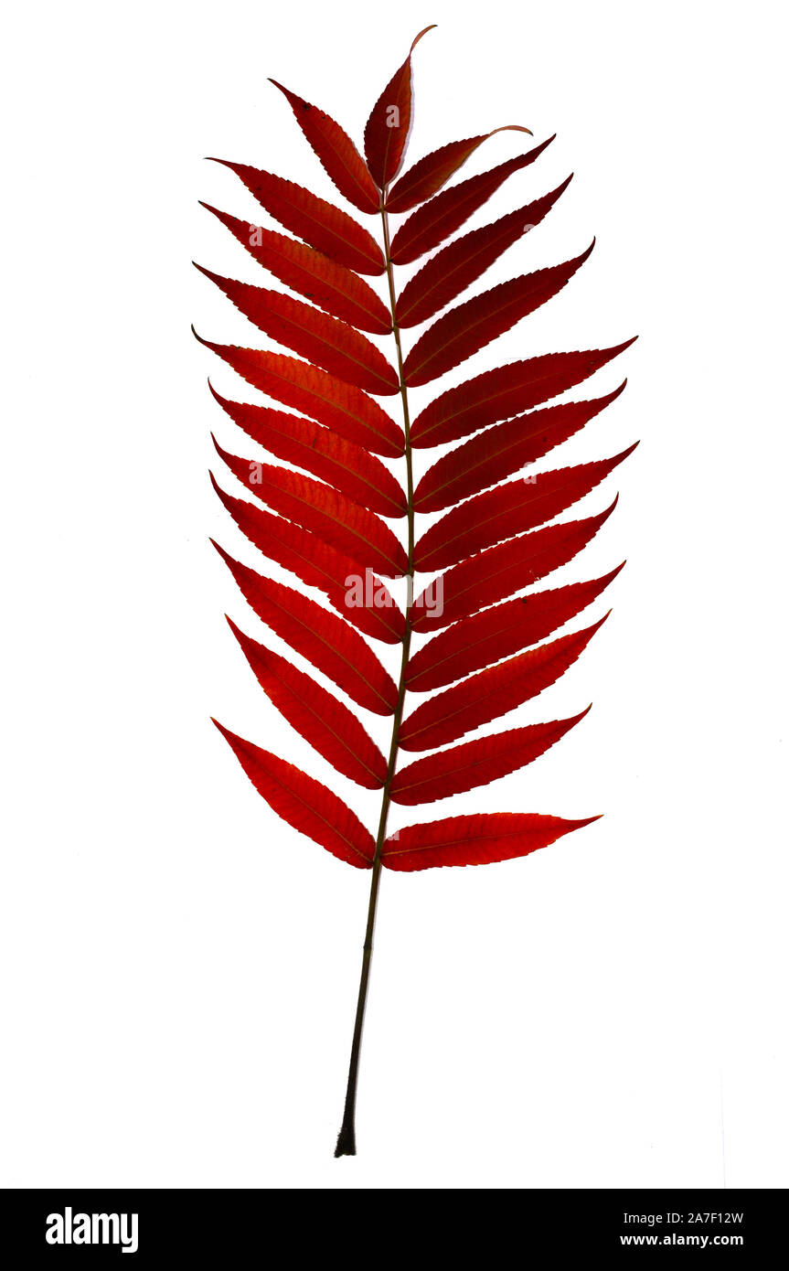 Autumn branch of a decorative sumac tree with red leaves. Isolated on a ...