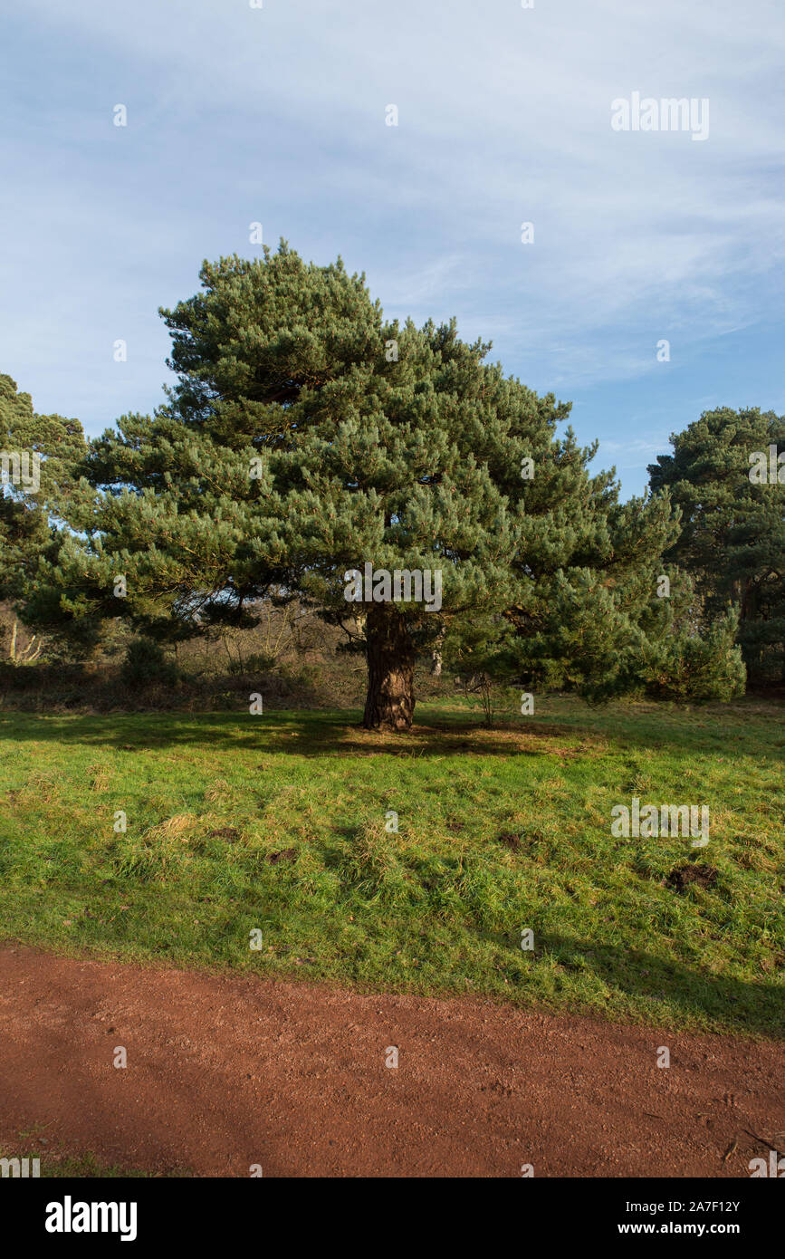 Sherwood forest nottingham hi-res stock photography and images - Alamy