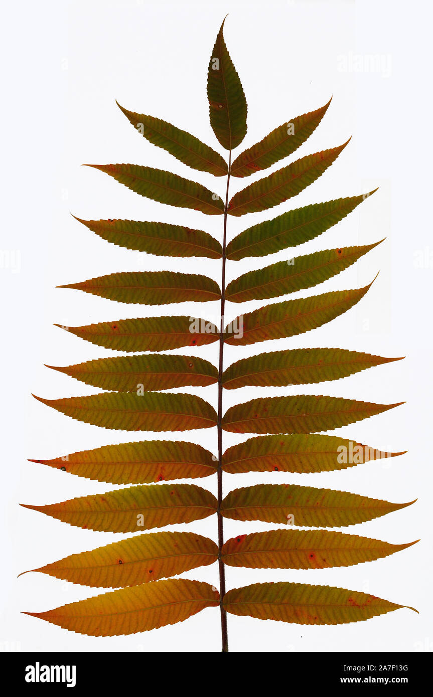 Autumn branch of a decorative sumac tree with colorful leaves. Isolated ...