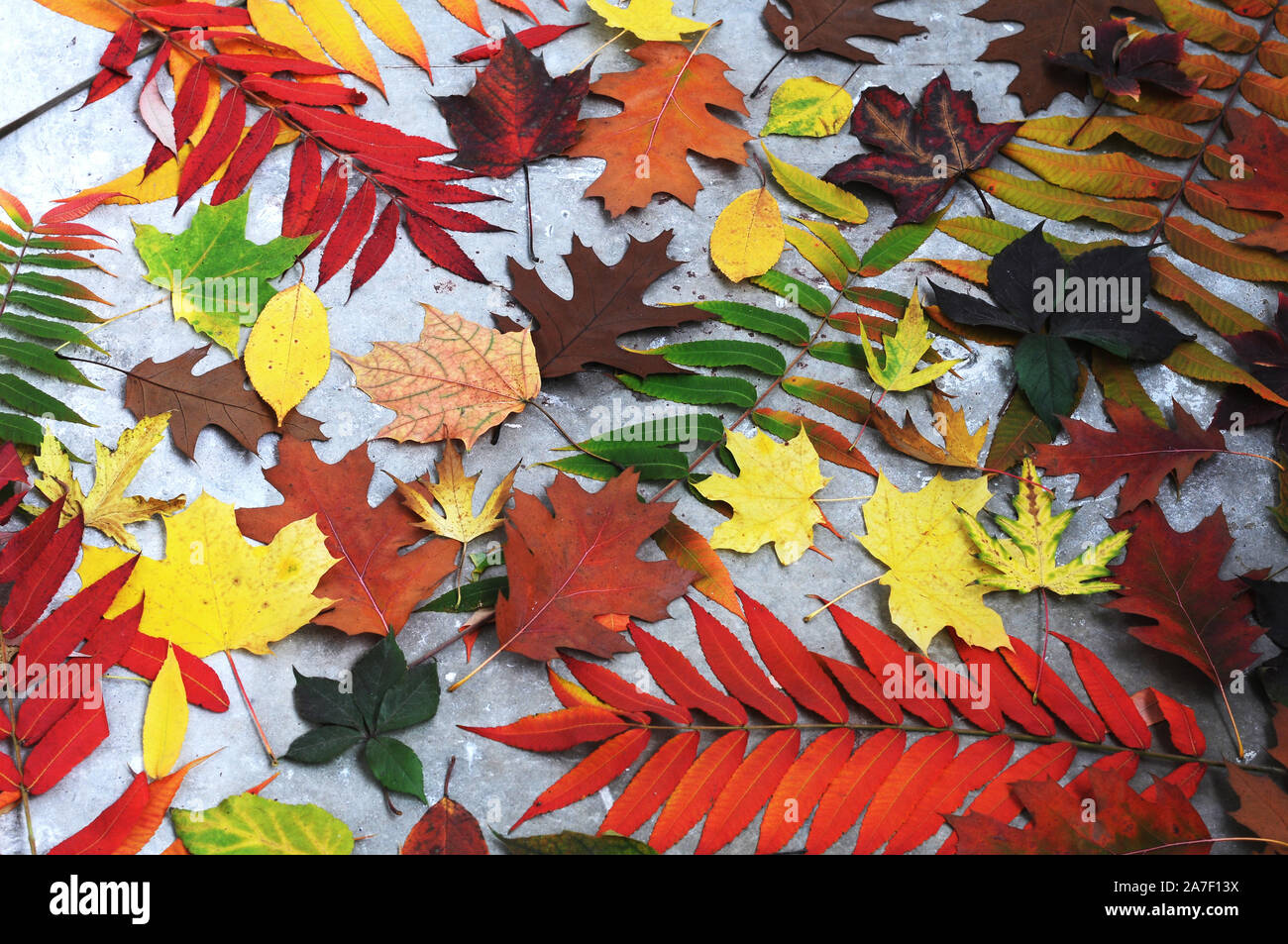 Different colored leaf hi-res stock photography and images - Alamy