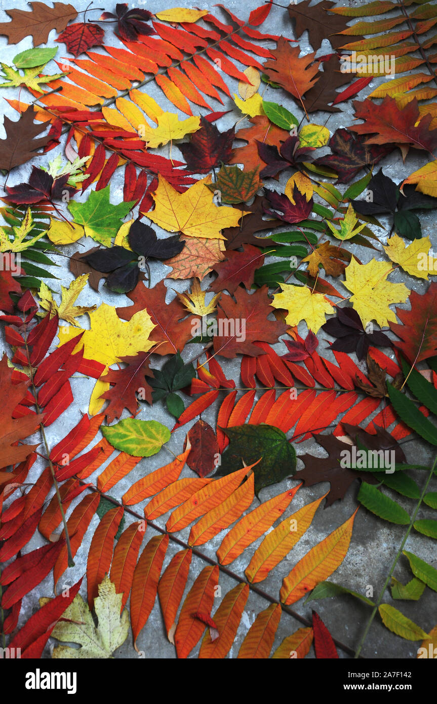 Background from multi-colored fallen autumn leaves from different trees ...