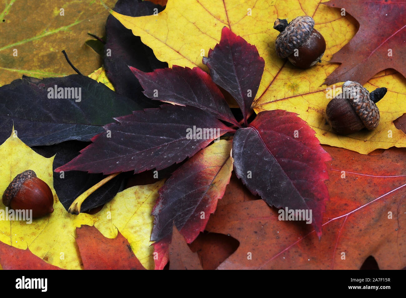 Background from multi-colored fallen autumn leaves from different trees ...