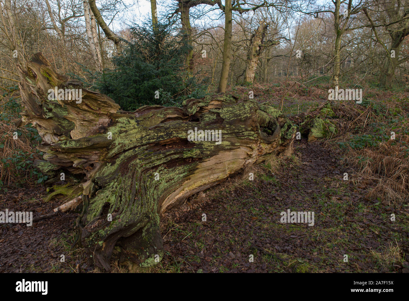 A decaying old tree rotting in Sherwood forest houses insects and fungi ...