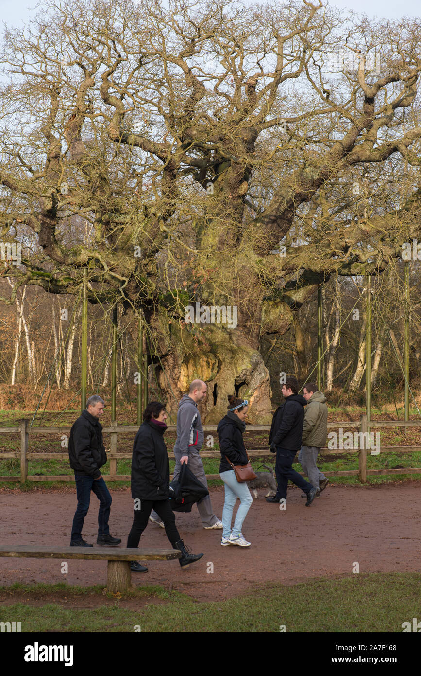 Protected by the great oak hi-res stock photography and images - Alamy