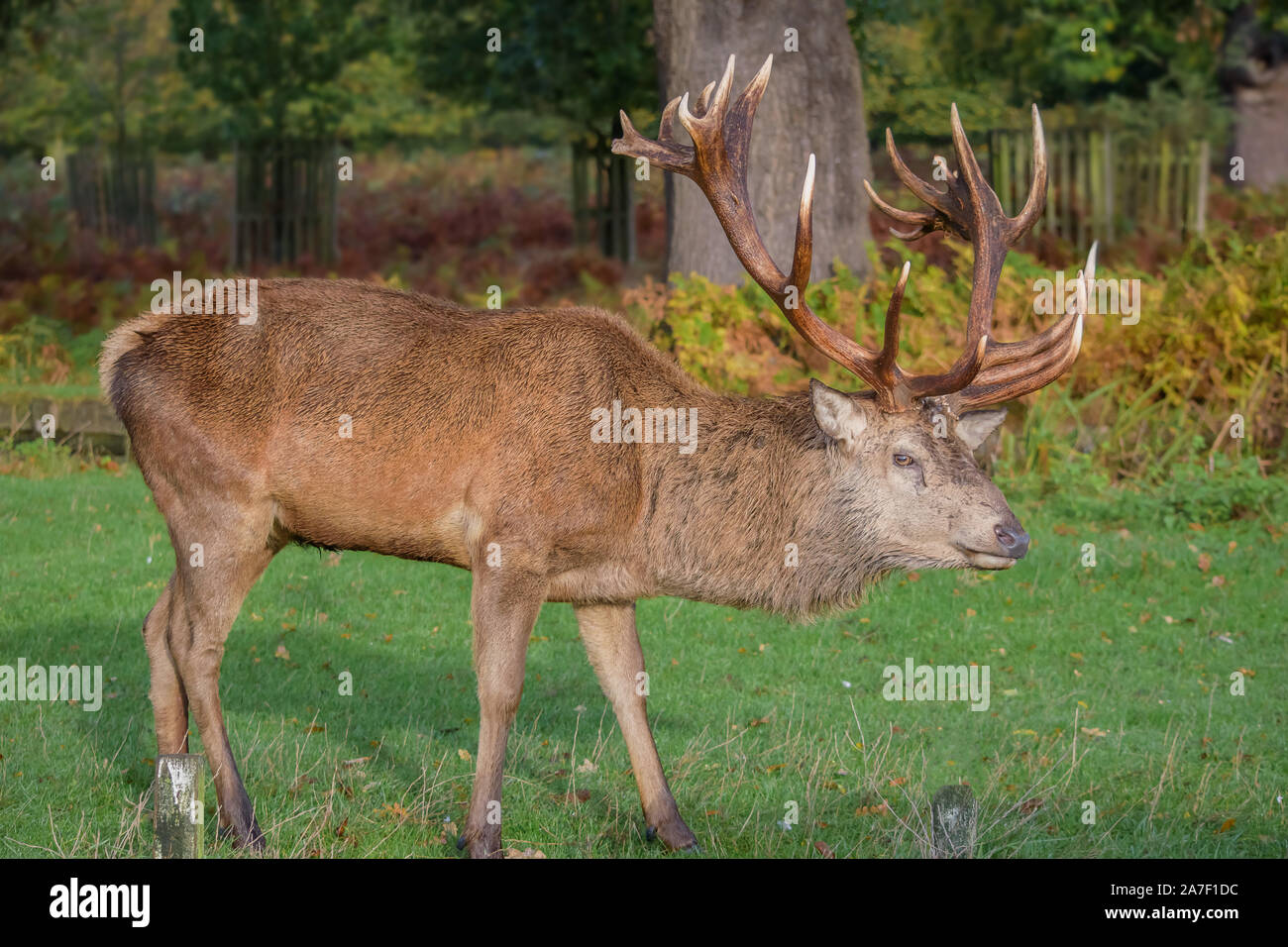 A Big Red Deer Stag with fight damaged antler looks at the camera Stock ...