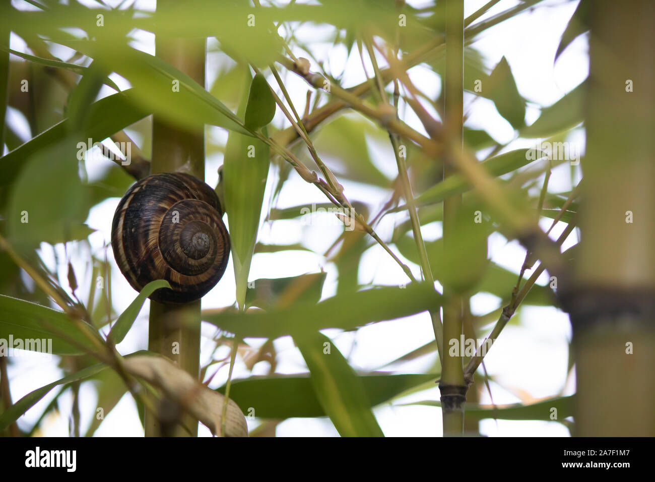 Common garden snails mollusk hi-res stock photography and images - Alamy