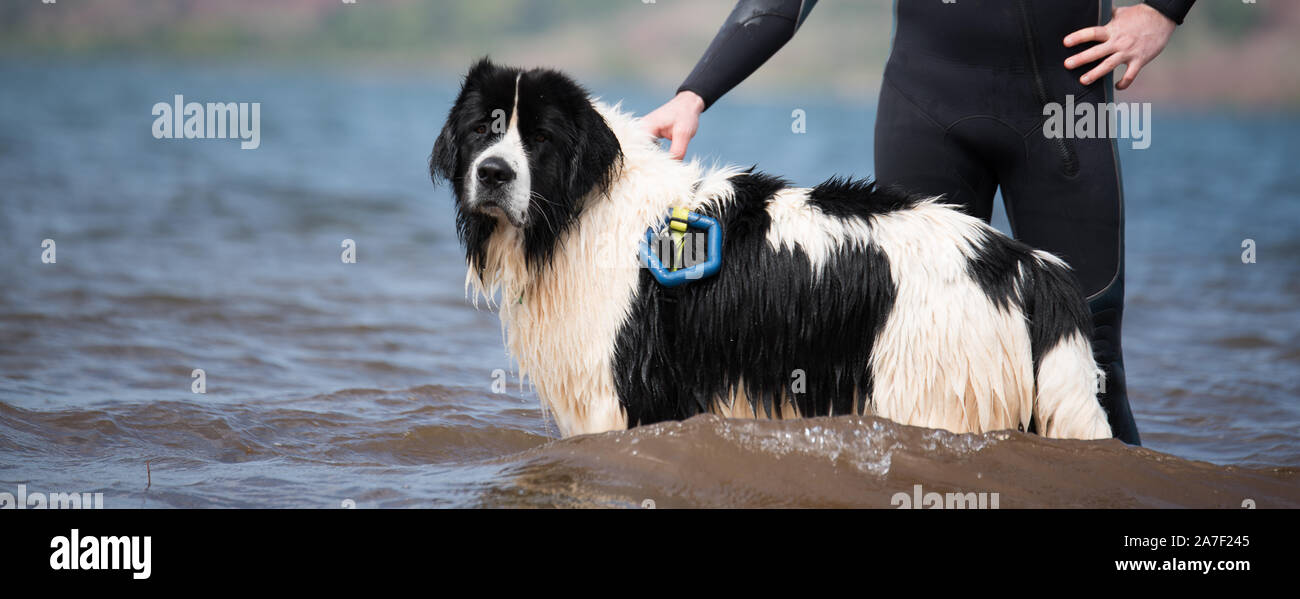 landseer dog pure breed Stock Photo - Alamy