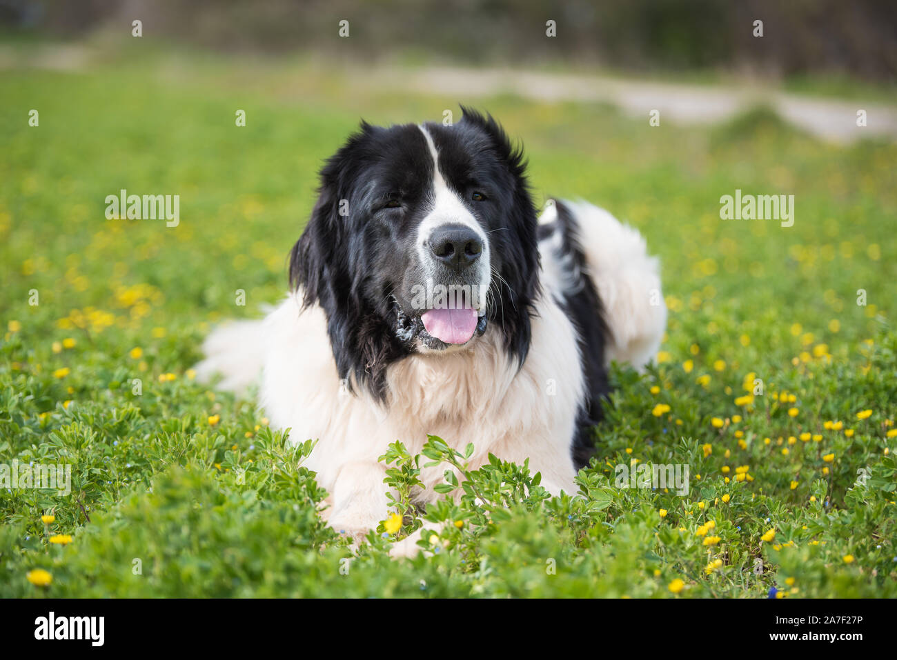 Perro landseer hi-res stock photography and images - Alamy