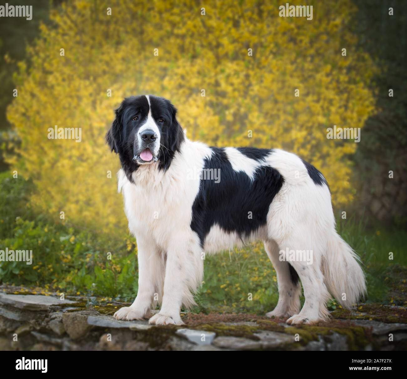 landseer dog pure breed Stock Photo - Alamy
