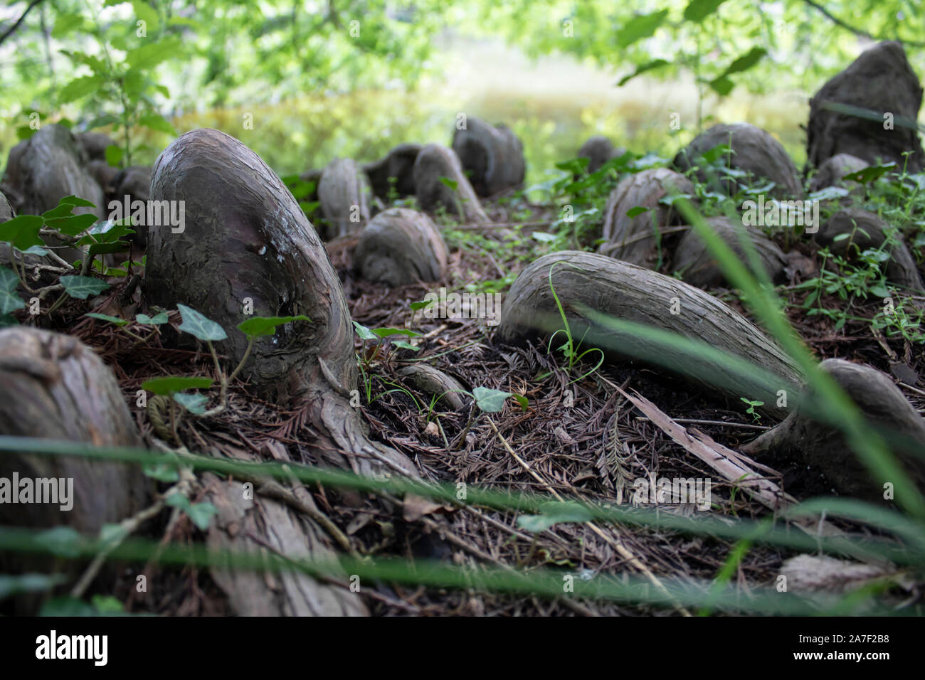 Tree roots close-up. It has oval ledges. Photographed in the forest ...