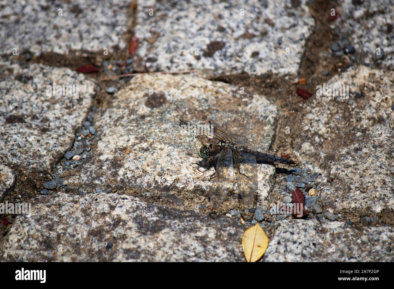 Dragonfly beetle in black color. It was laid on the cobblestone. Close ...