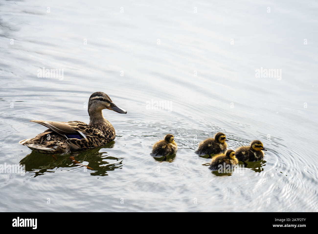 A family of ducks, mother duck and ducklings swim in the water. The duck takes care of its ...