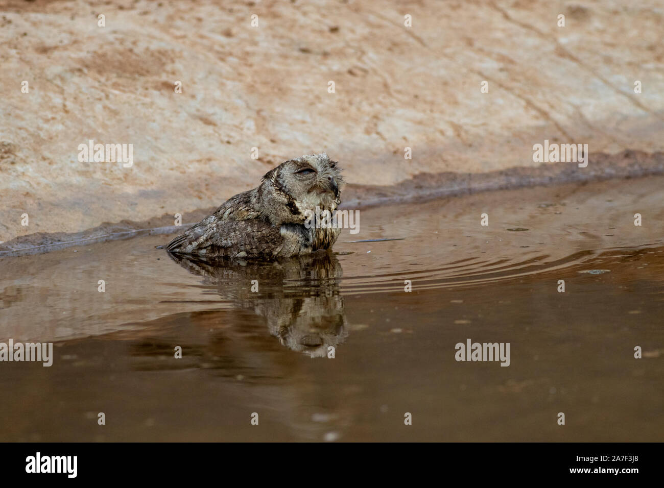 Scops owl or indian scops owl or Otus bakkamoena drinking water and ...
